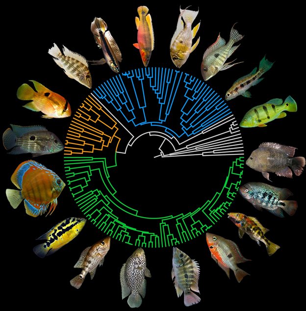 (Expired) EEB Tuesday Lunch Seminar: Macroevolutionary approaches to ...