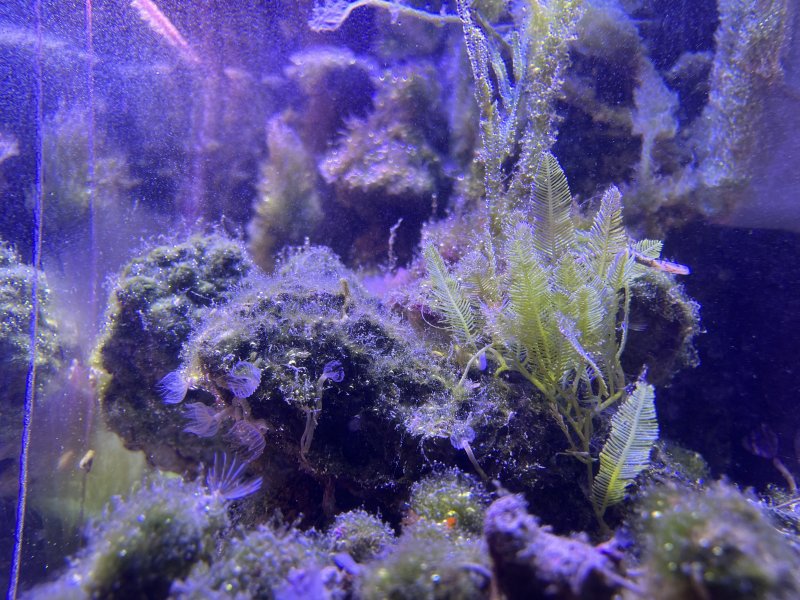 (Expired) Coral Reef Tank Visit | Happening @ Michigan
