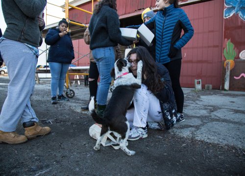 (Expired) Therapy Dog | Happening @ Michigan