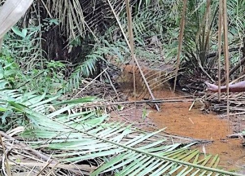 (Expired) Translation and Decolonization: notes from a study of ...