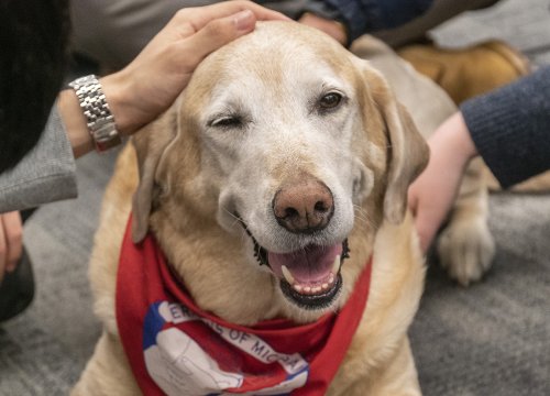 (Expired) Student Stress Reduction: Therapy Dogs | Happening @ Michigan