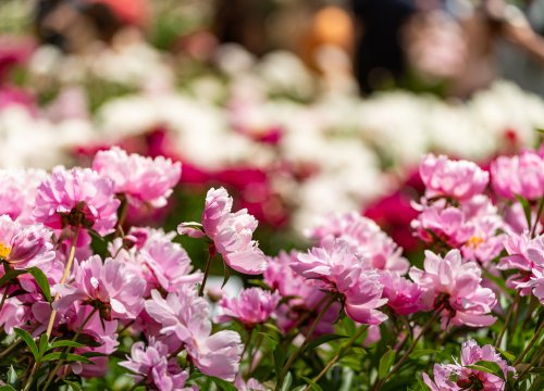 (Expired) Awe in the Arb: Love Letters to Nature | Happening @ Michigan