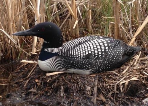 (Expired) A Little Looney: Lessons Learned as a Loon Biologist ...