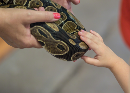 Snake Week: Live Encounters and Exploration | Happening @ Michigan